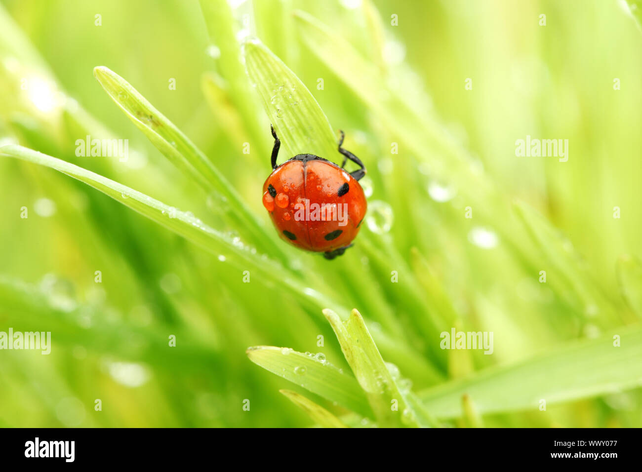 ladybug on grass in water drops Stock Photo - Alamy