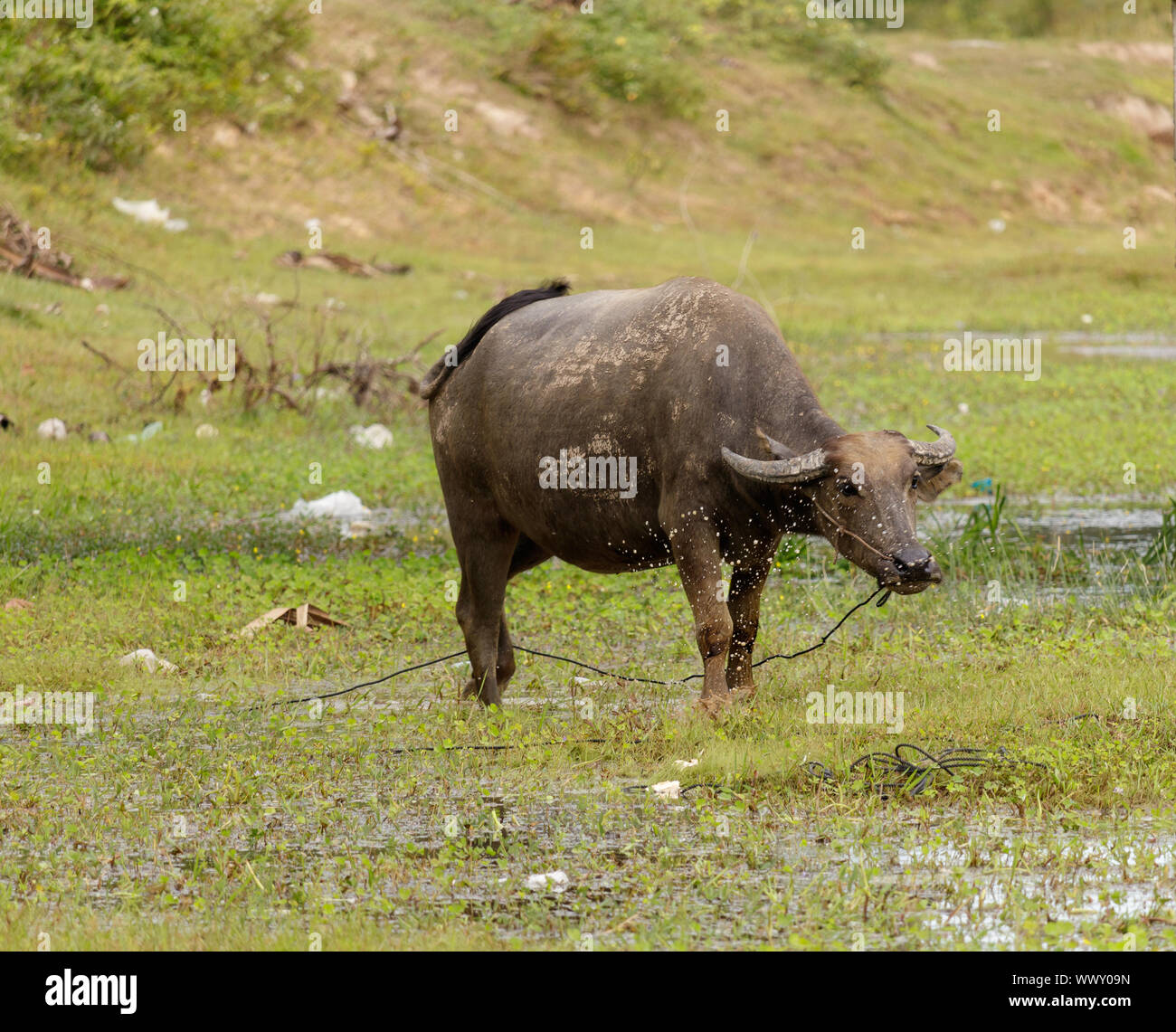 Water buffalo in a river in cambodia hi-res stock photography and ...