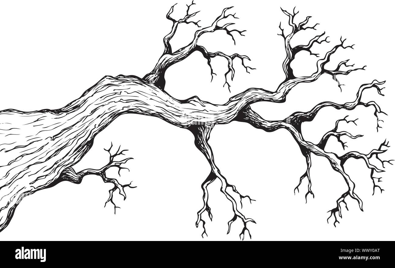 Tree Branch Drawing Black and White Stock Photos & Images - Alamy