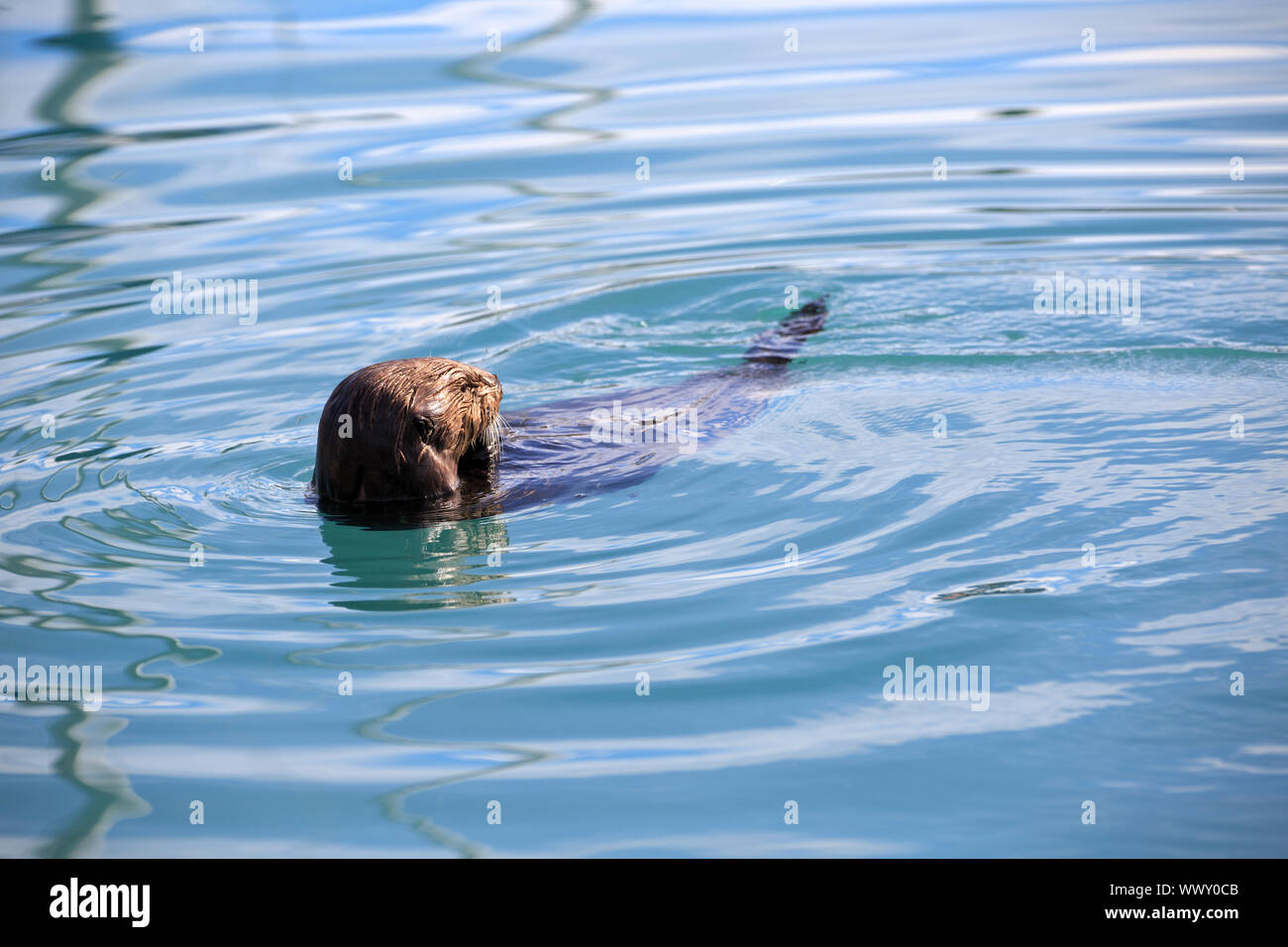 Otter shell hi-res stock photography and images - Alamy