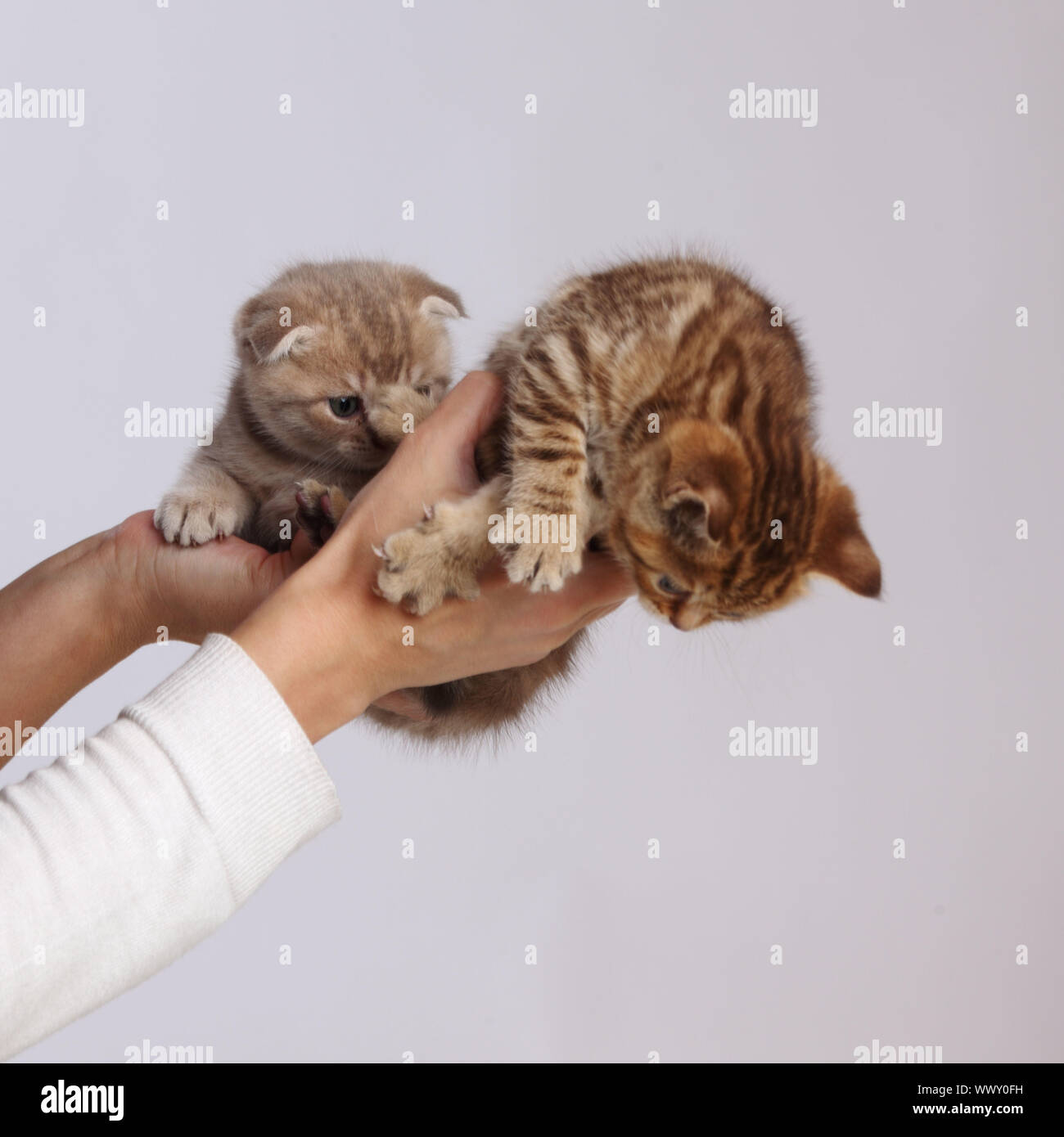 cat in hands isolated on white background Stock Photo - Alamy
