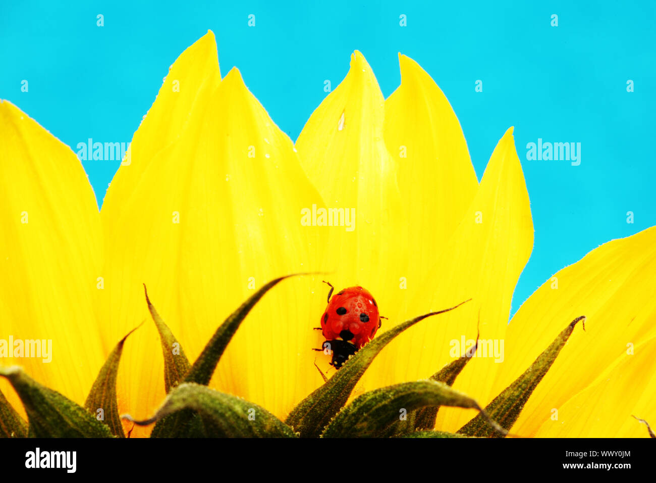 ladybug on sunflower blue background Stock Photo - Alamy
