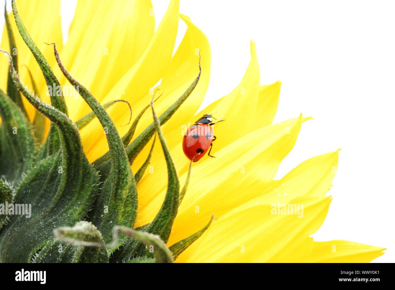 ladybug on sunflower isolated white background Stock Photo - Alamy