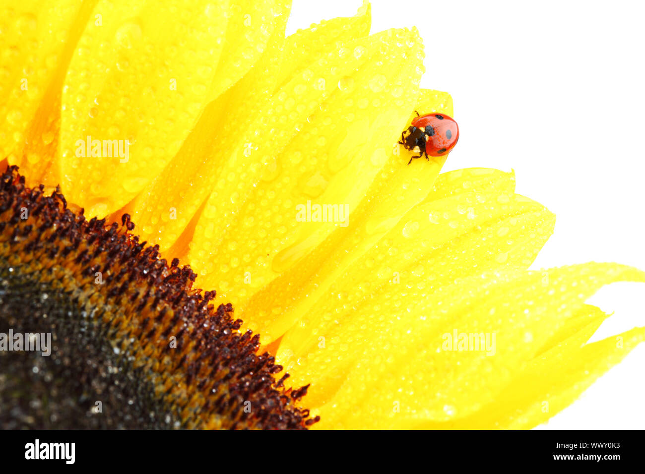 ladybug on sunflower isolated white background Stock Photo - Alamy