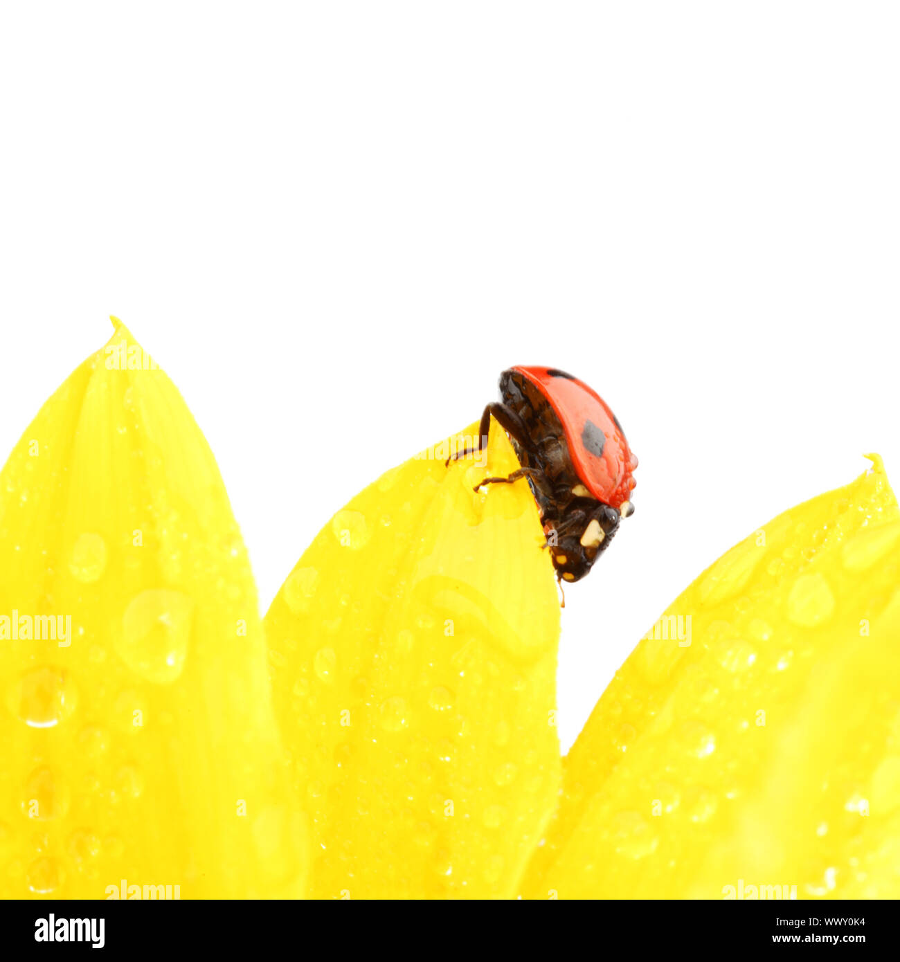 ladybug on sunflower isolated white background Stock Photo - Alamy
