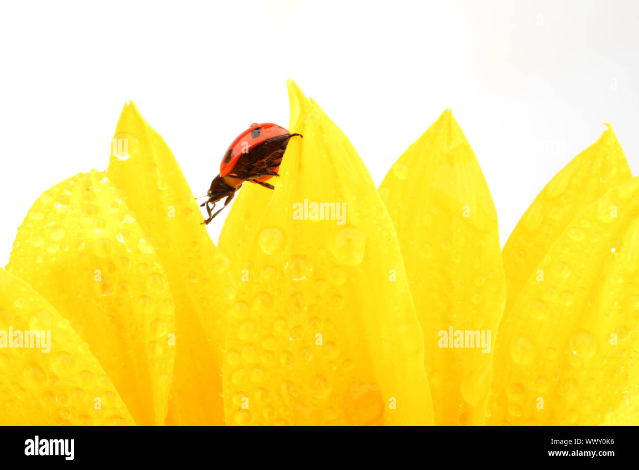 ladybug on sunflower isolated white background Stock Photo - Alamy