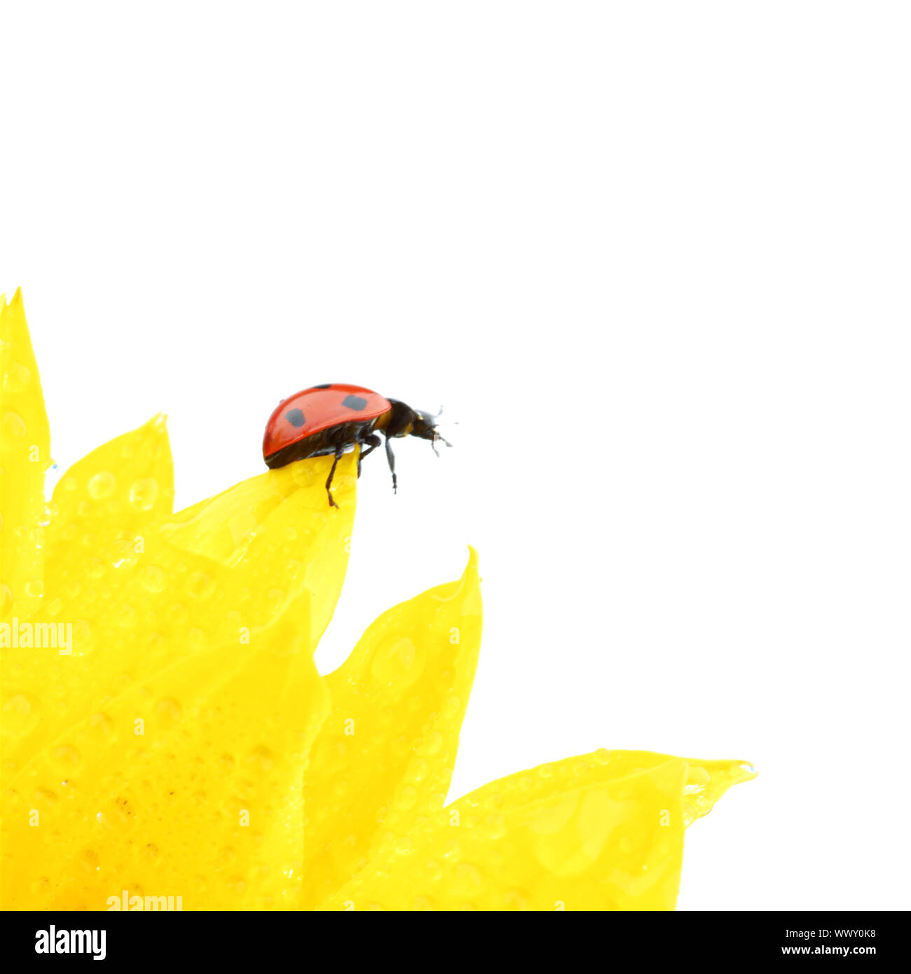 ladybug on sunflower isolated white background Stock Photo - Alamy