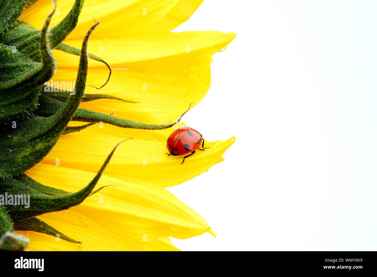 ladybug on sunflower isolated white background Stock Photo - Alamy
