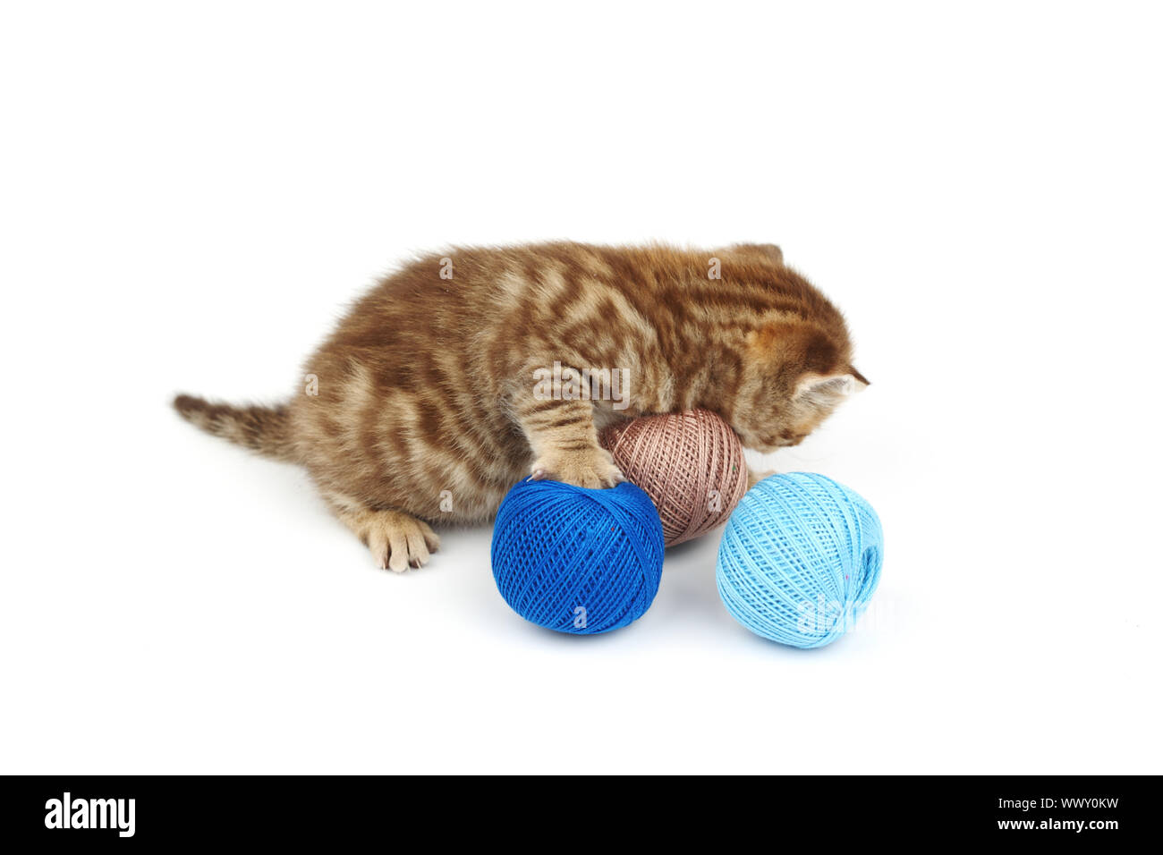 cat and blue wool ball isolated on white Stock Photo - Alamy