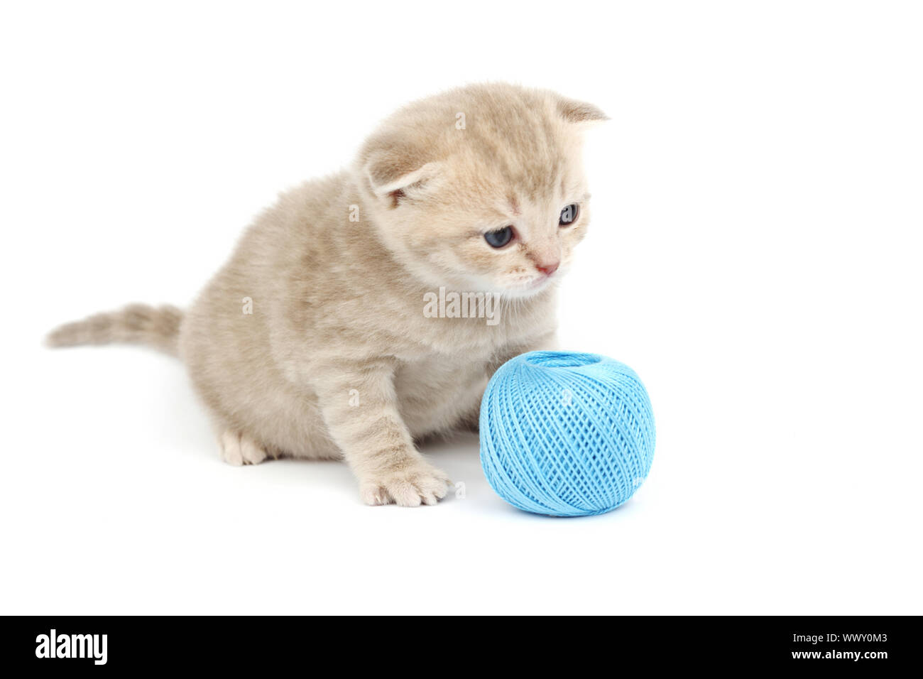 cat and blue wool ball isolated on white Stock Photo - Alamy