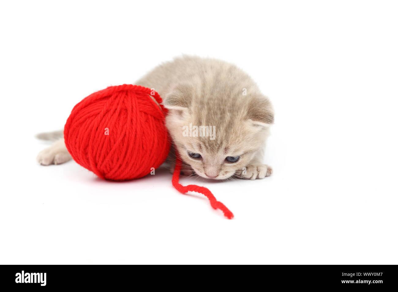 cat and red wool ball isolated on white Stock Photo - Alamy
