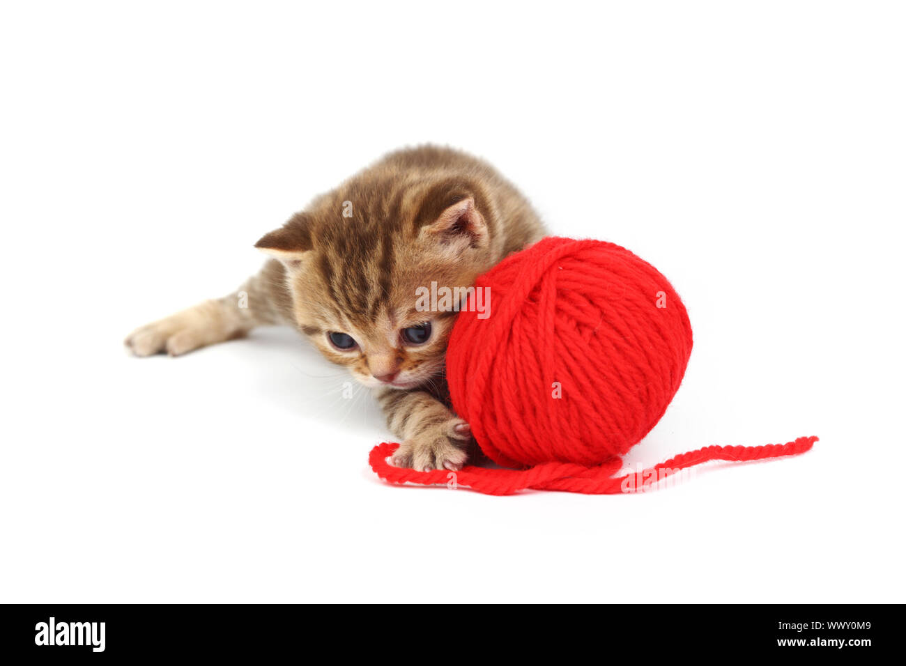 cat and red wool ball isolated on white Stock Photo - Alamy