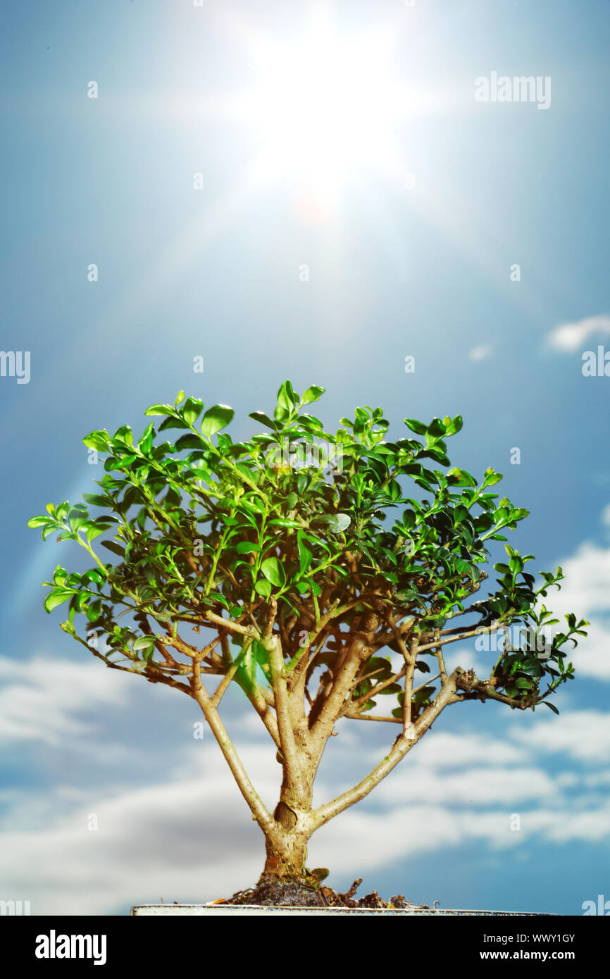bonsai on blue sky background Stock Photo - Alamy