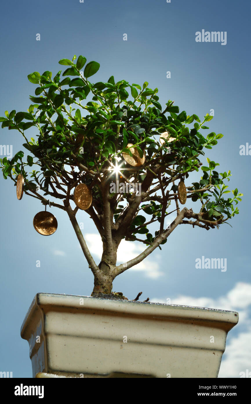 bonsai on blue sky background Stock Photo - Alamy
