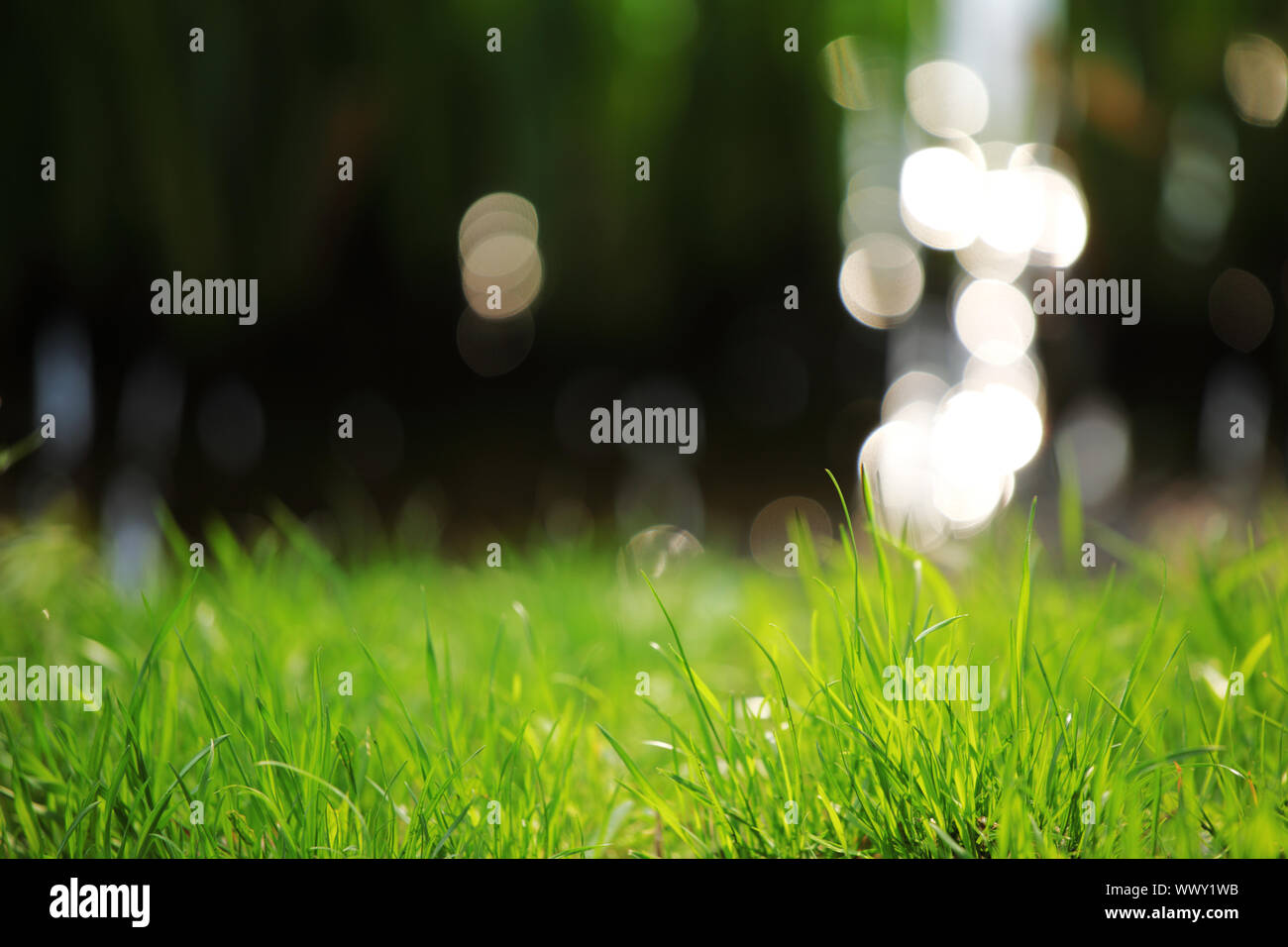 grass on water background Stock Photo - Alamy