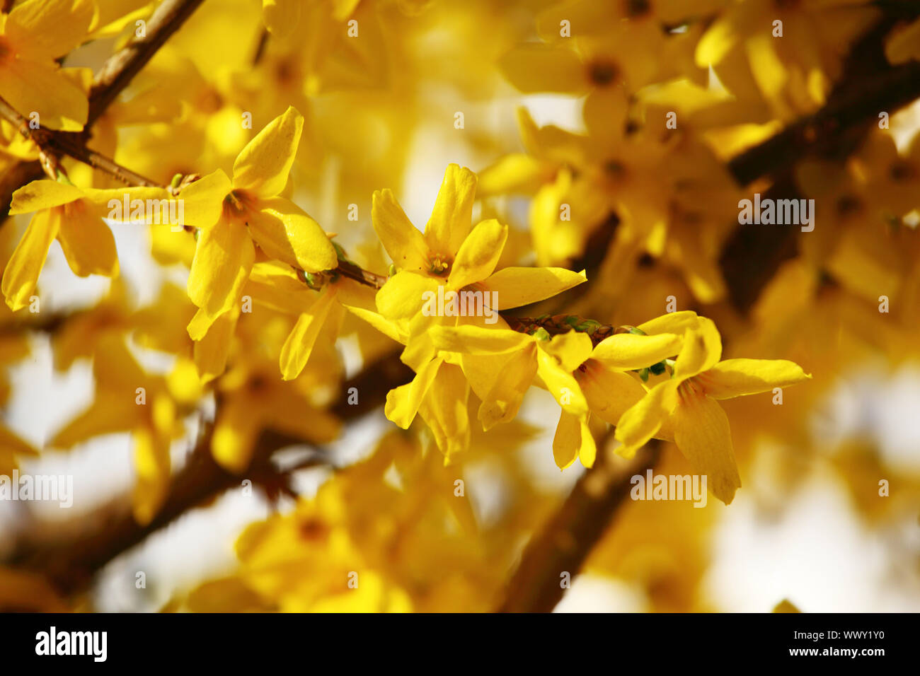 yellow flower macro close up Stock Photo - Alamy