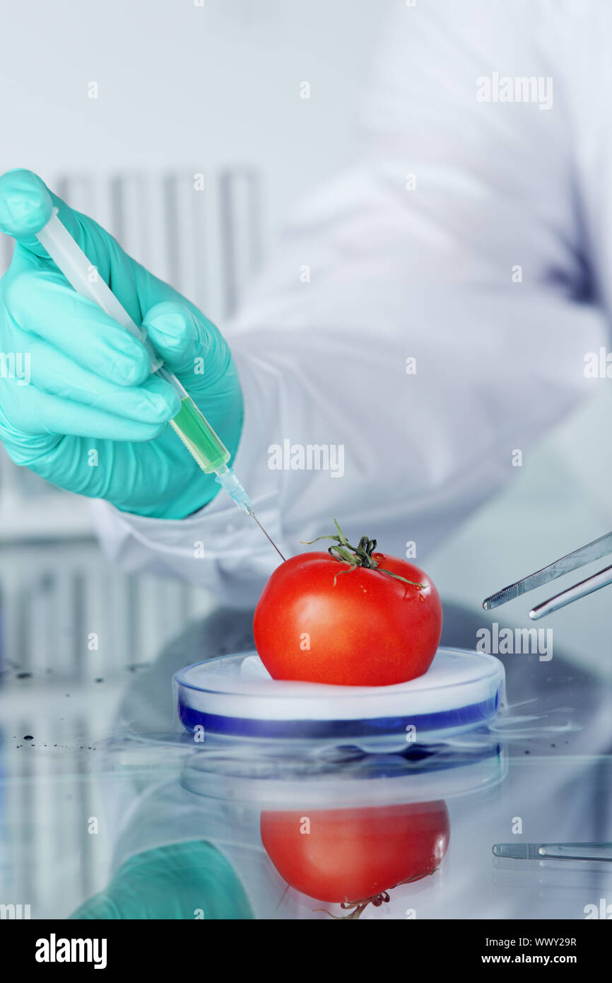 tomato DNA change microbiology experiment Stock Photo - Alamy