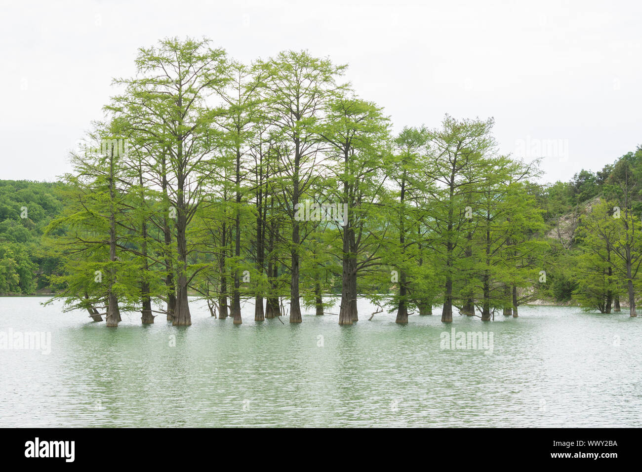 Swamp cypress grove hi-res stock photography and images - Alamy