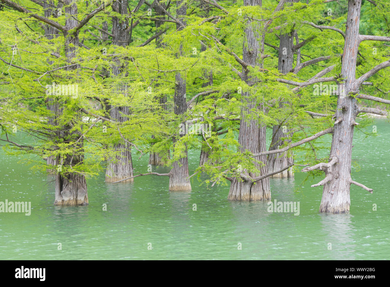 Swamp cypress grove hi-res stock photography and images - Alamy