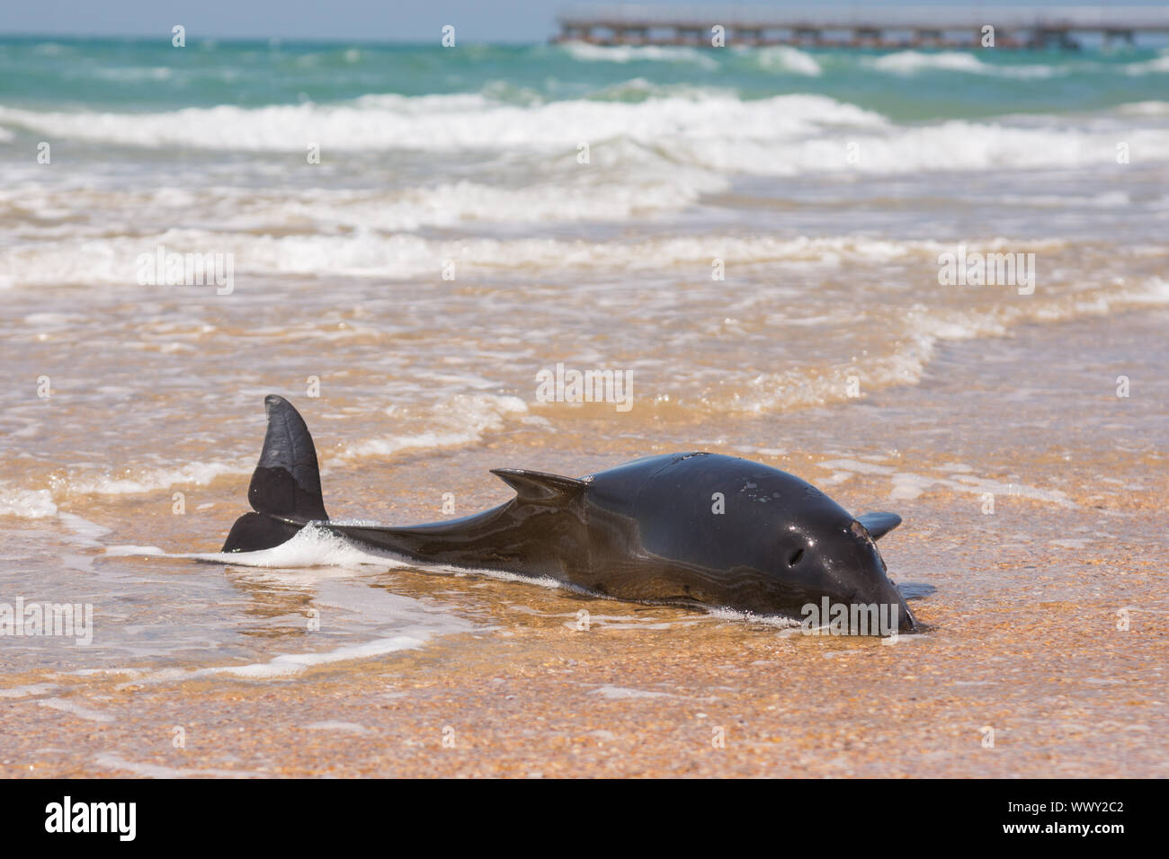 Dead dolphins hi-res stock photography and images - Alamy