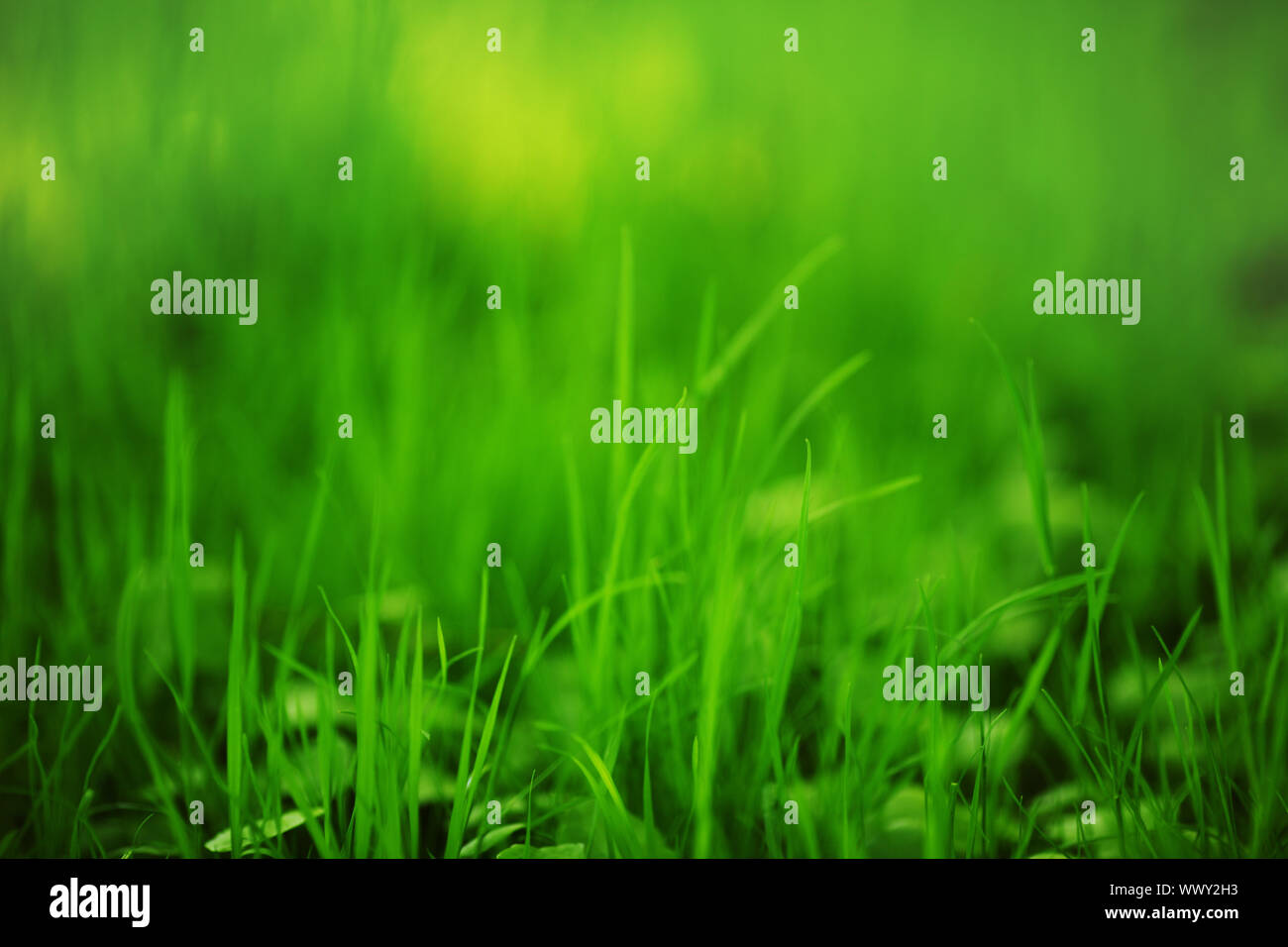 green grass macro close up Stock Photo - Alamy