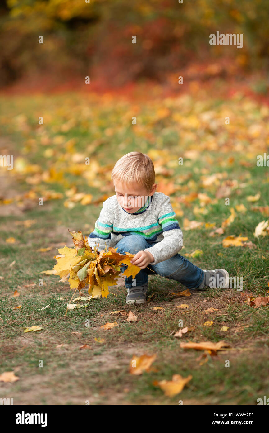 Happy little boy gathering autumn leaves in the park in autumn Stock ...