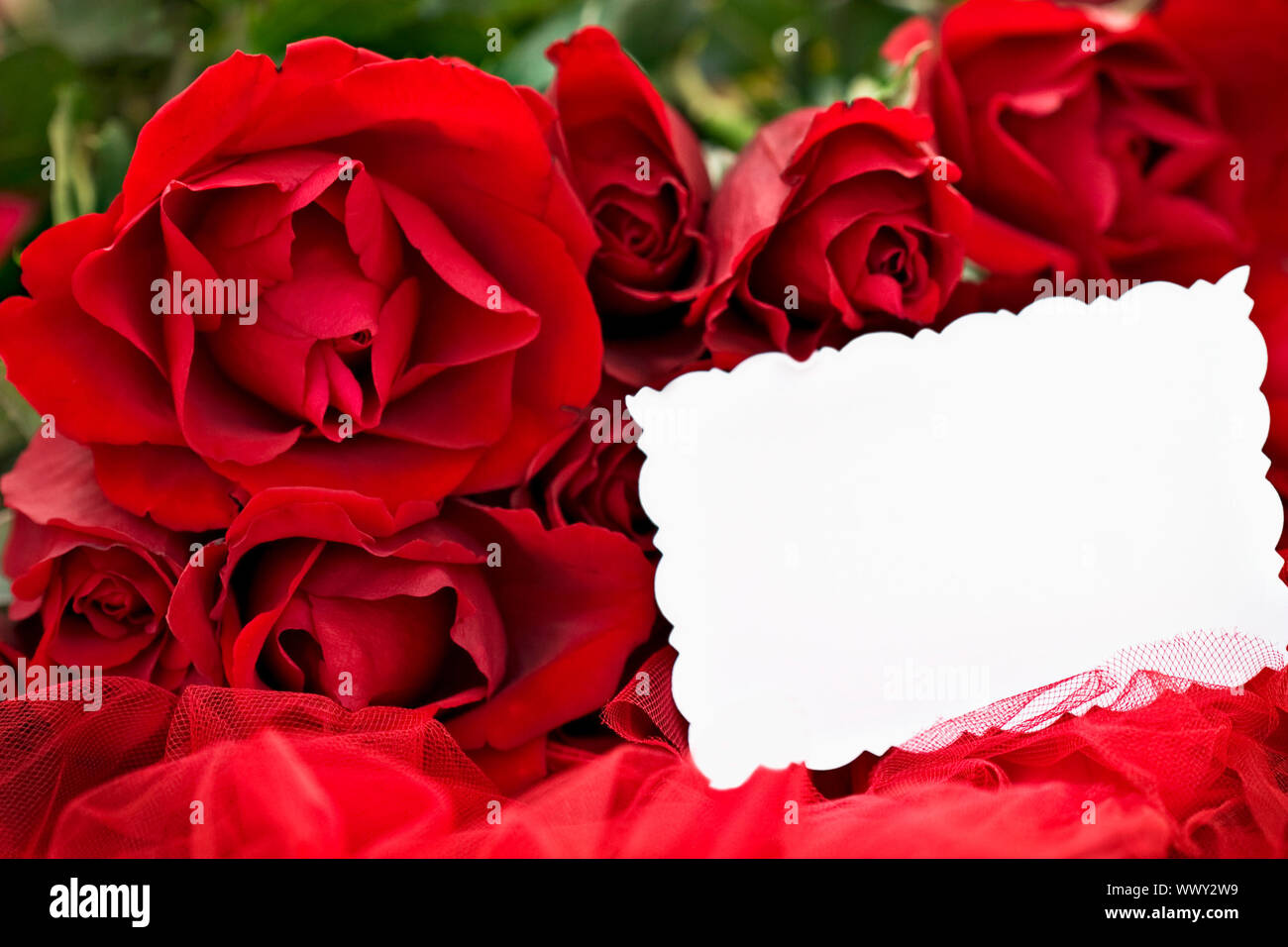 Red Roses and Blank Card Stock Photo - Alamy