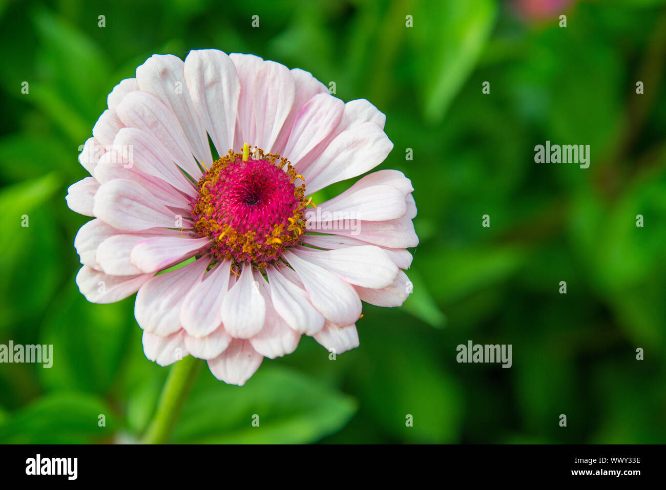 Pink zinnia flower Stock Photo - Alamy