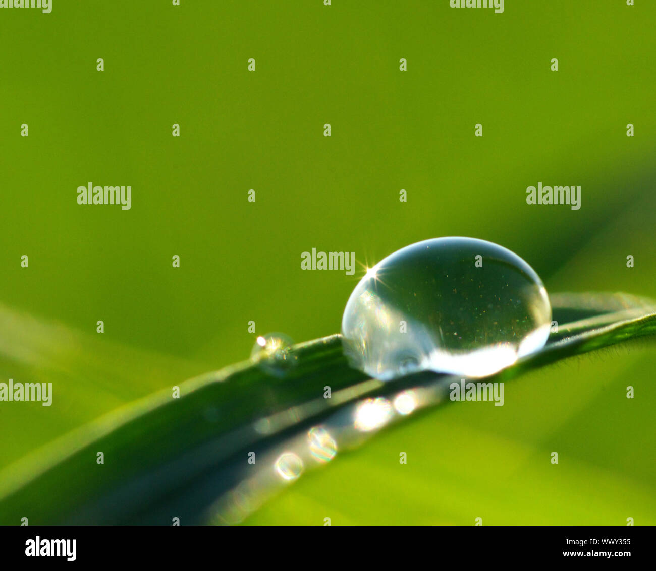 Dew drop on a blade of grass Stock Photo - Alamy