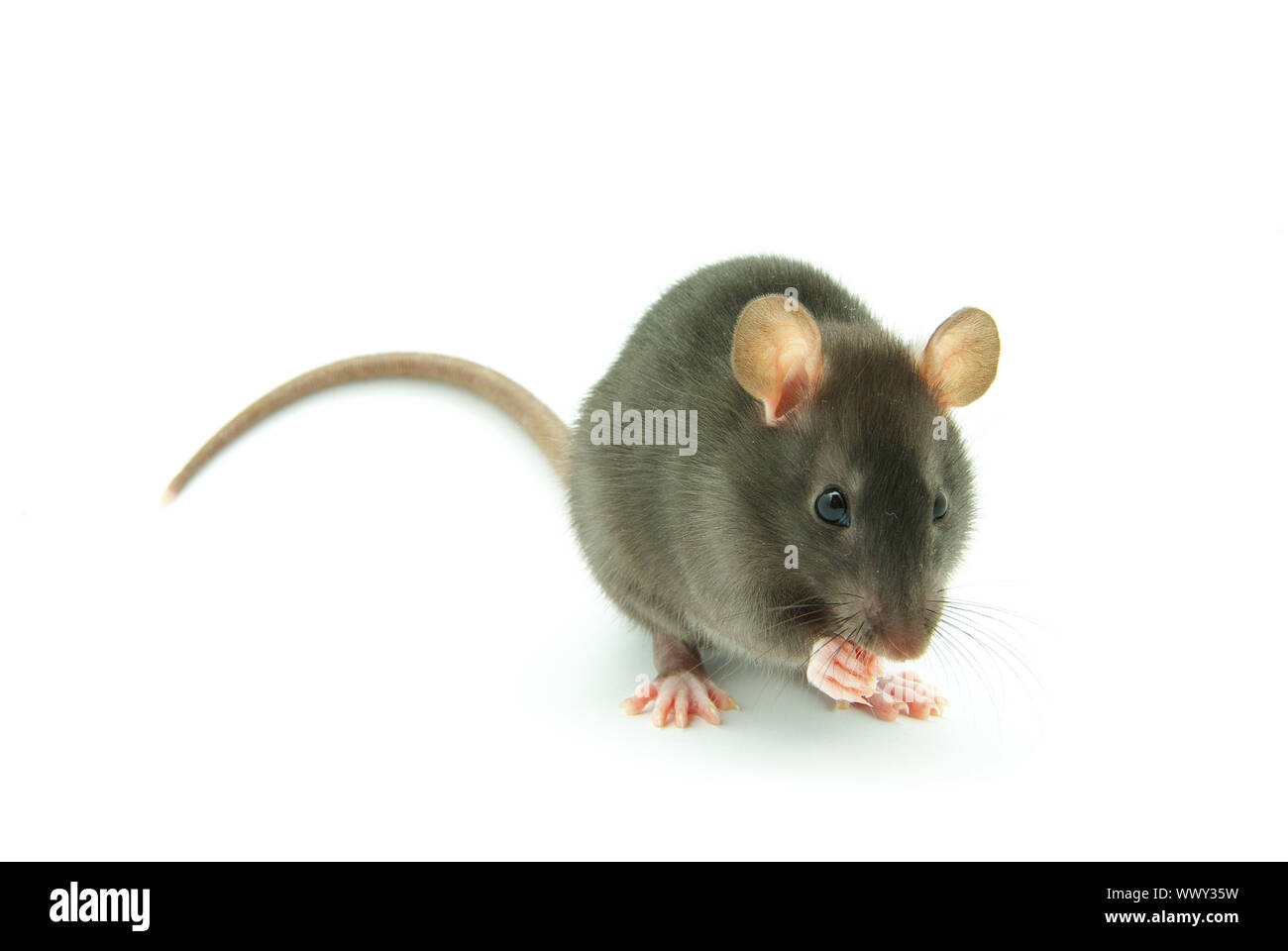 funny rat isolated on white background Stock Photo - Alamy