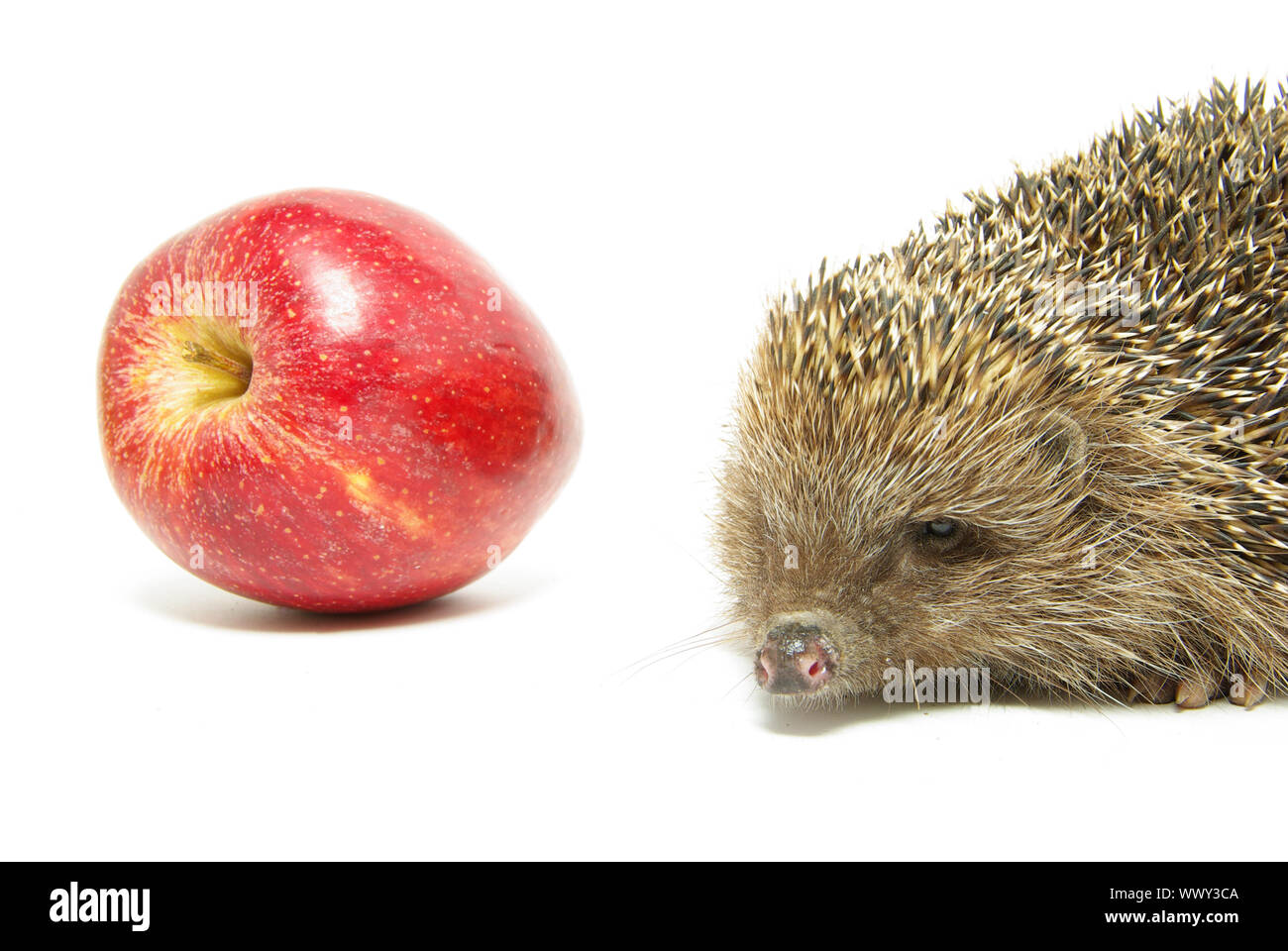 apple and hedgehog isolated on white Stock Photo - Alamy