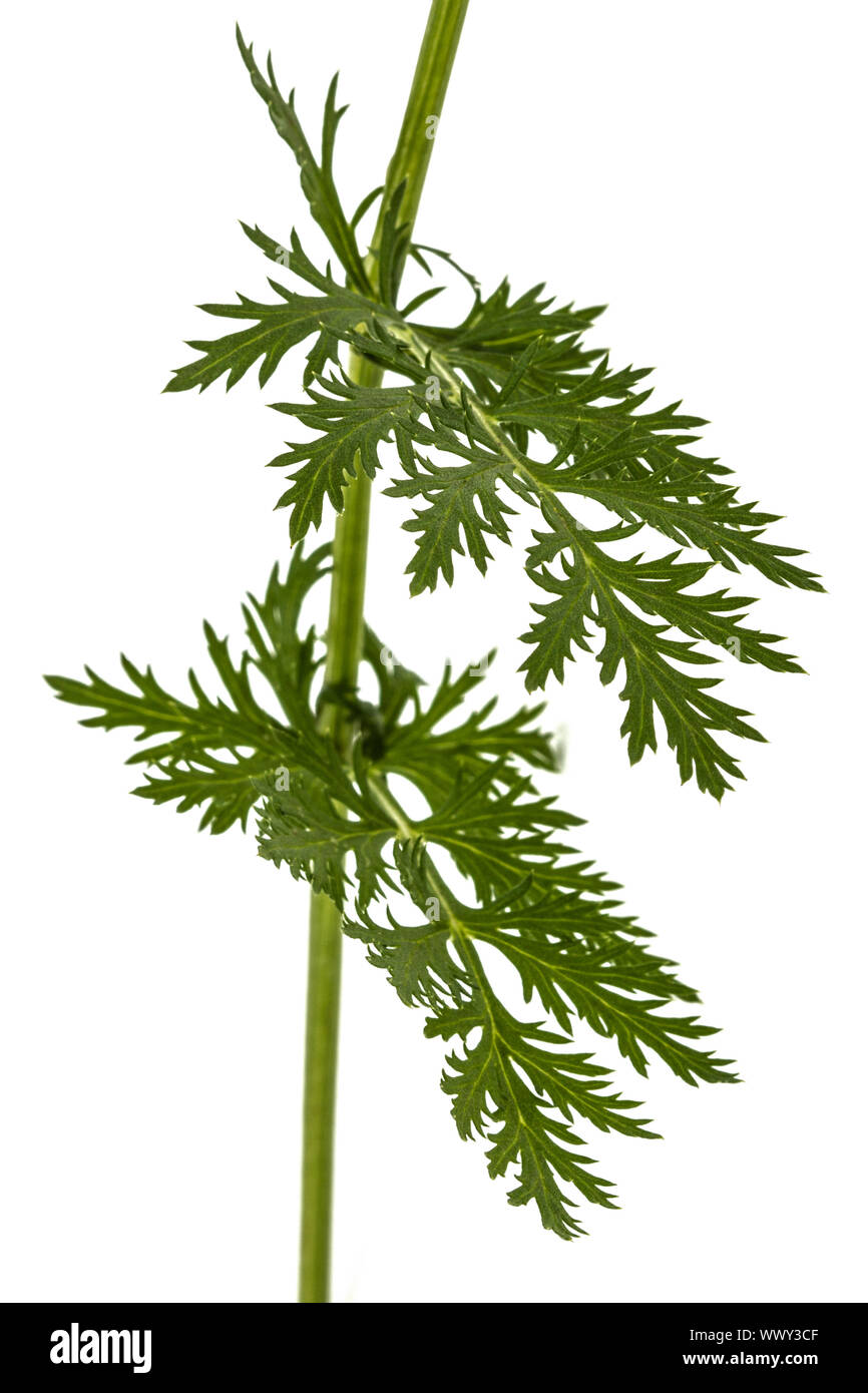 Leaf and stem of the pyrethrum flower, isolated on white background ...