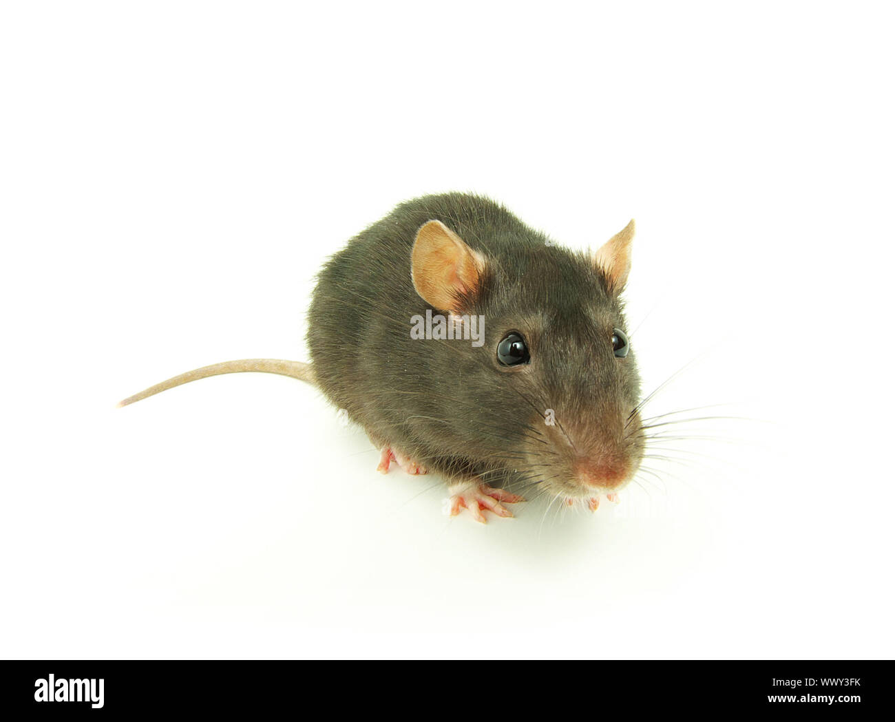 funny rat isolated on white background Stock Photo - Alamy