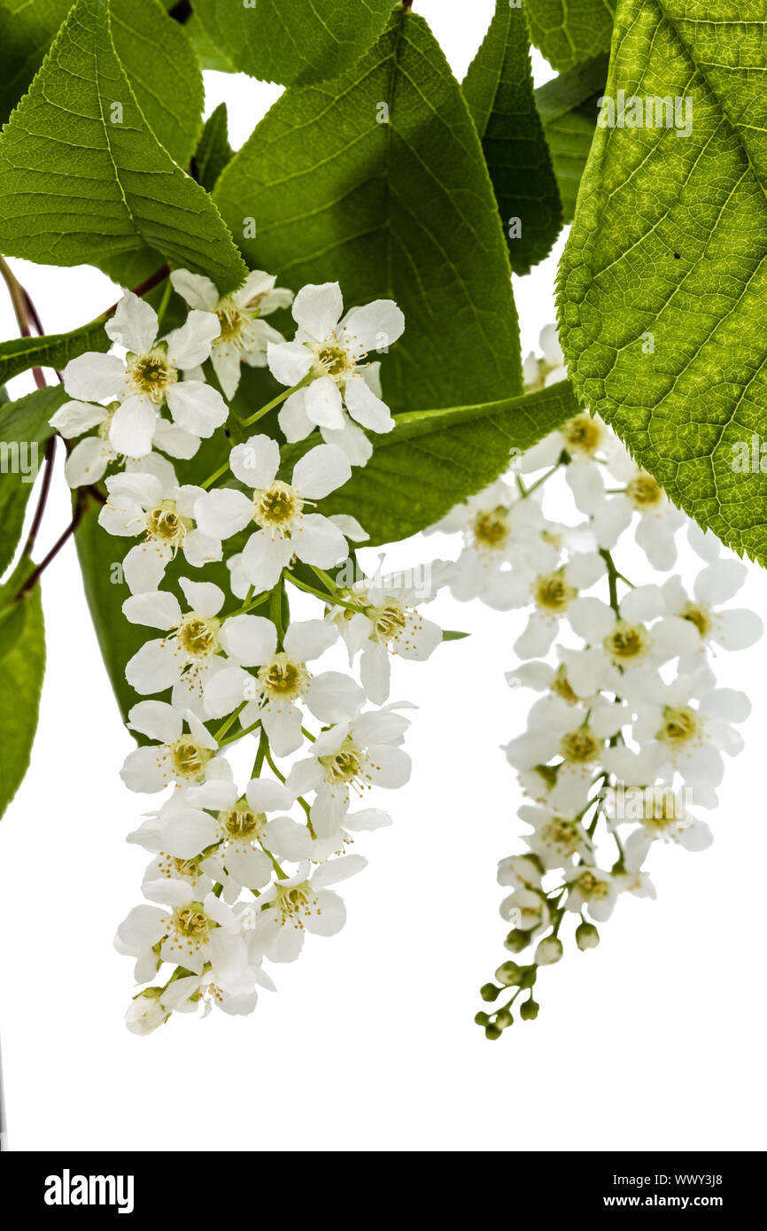Flowering of bird cherry tree, isolated on white background Stock Photo ...