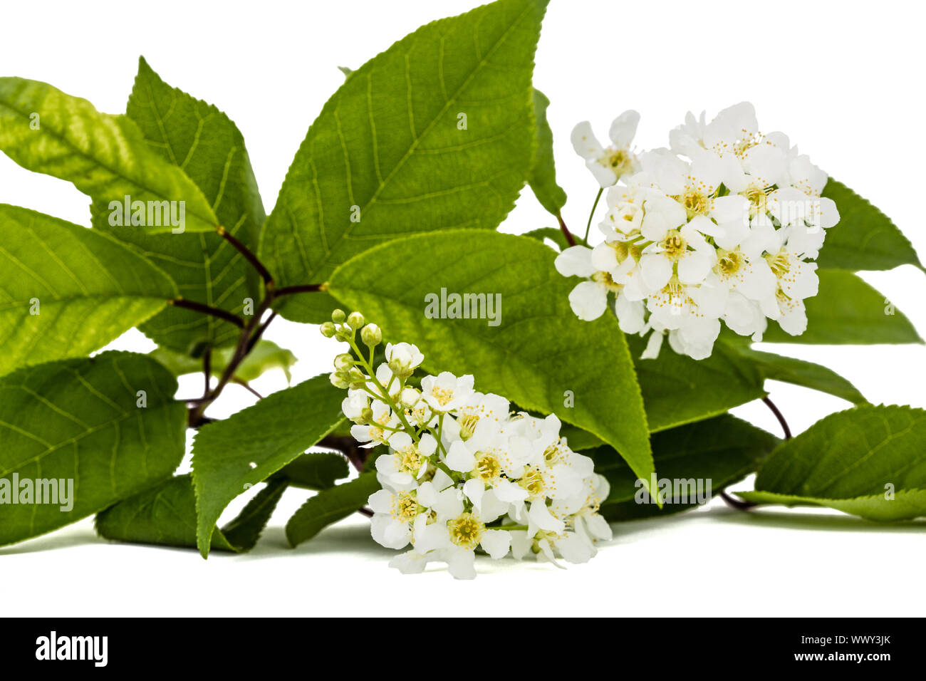 Flowering of bird cherry tree, isolated on white background Stock Photo ...