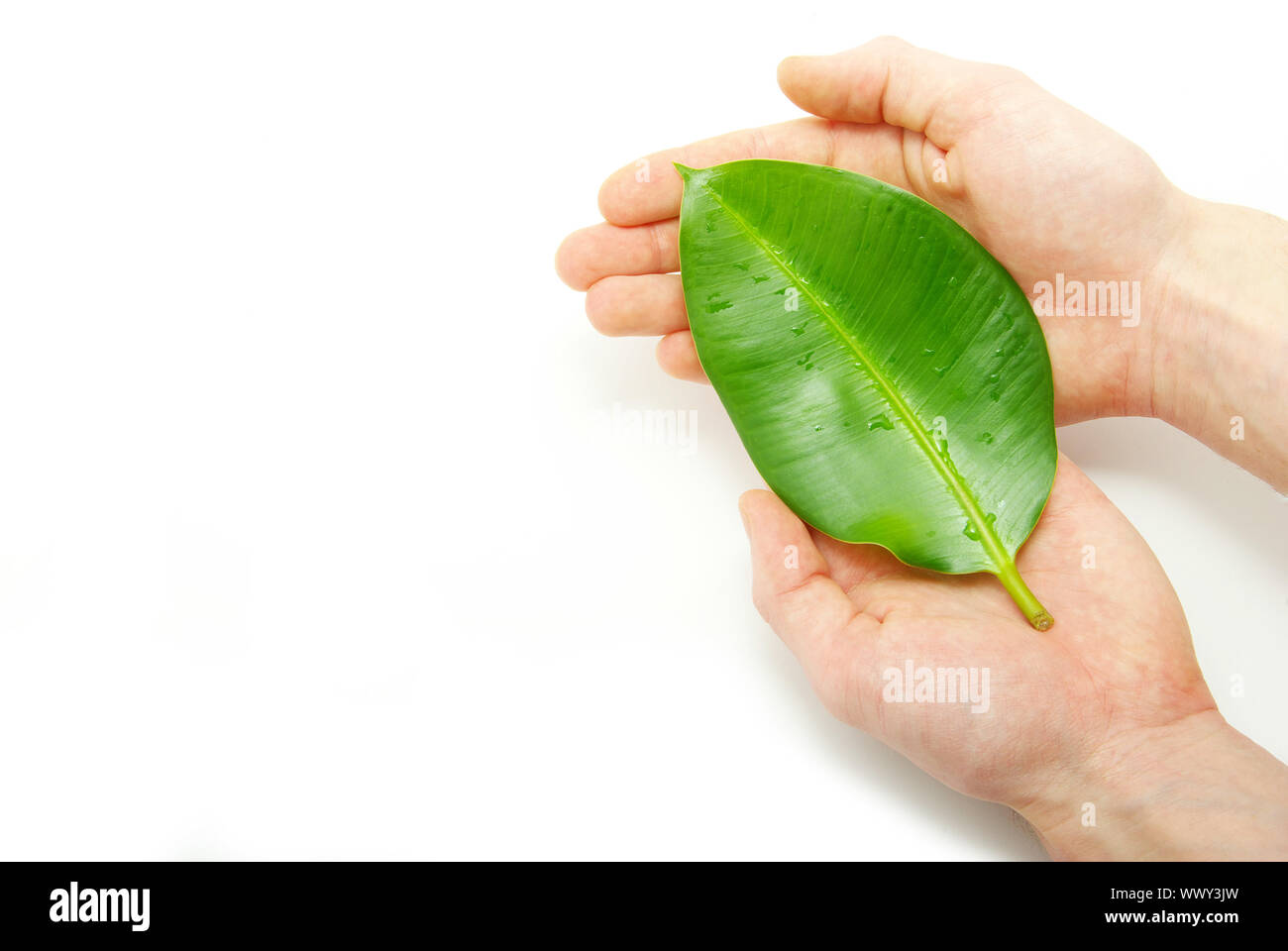 green leaf in hands on white Stock Photo - Alamy