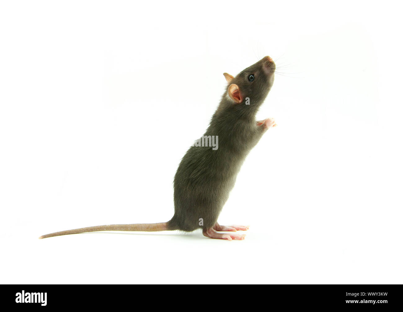 funny rat isolated on white background Stock Photo - Alamy