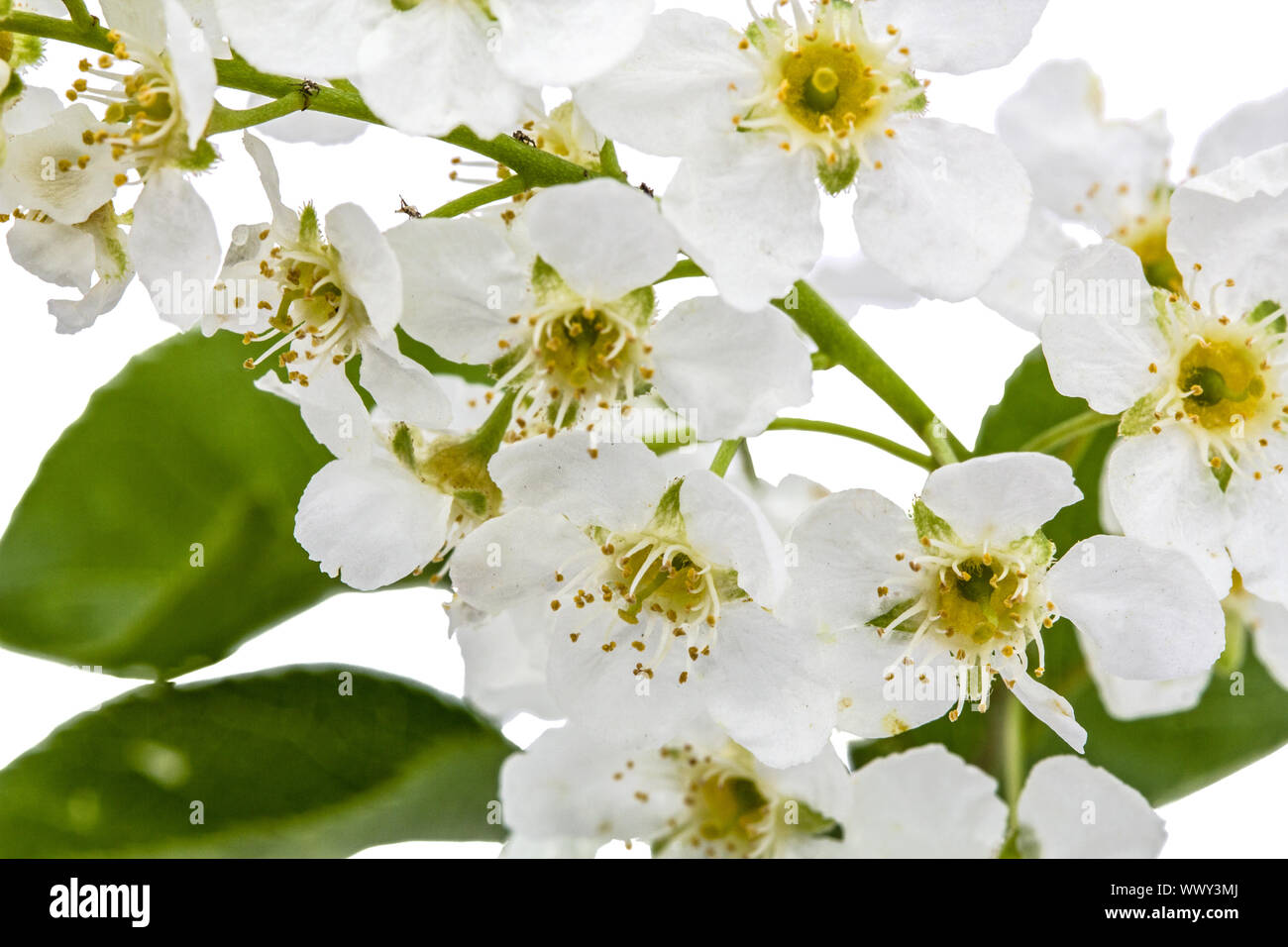 Flowering of bird cherry tree, isolated on white background Stock Photo ...