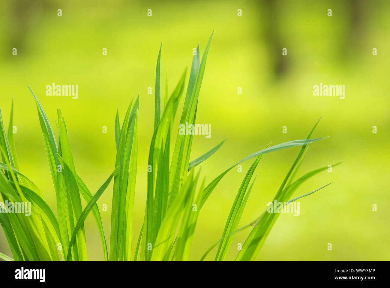Green grass isolated on green background Stock Photo - Alamy