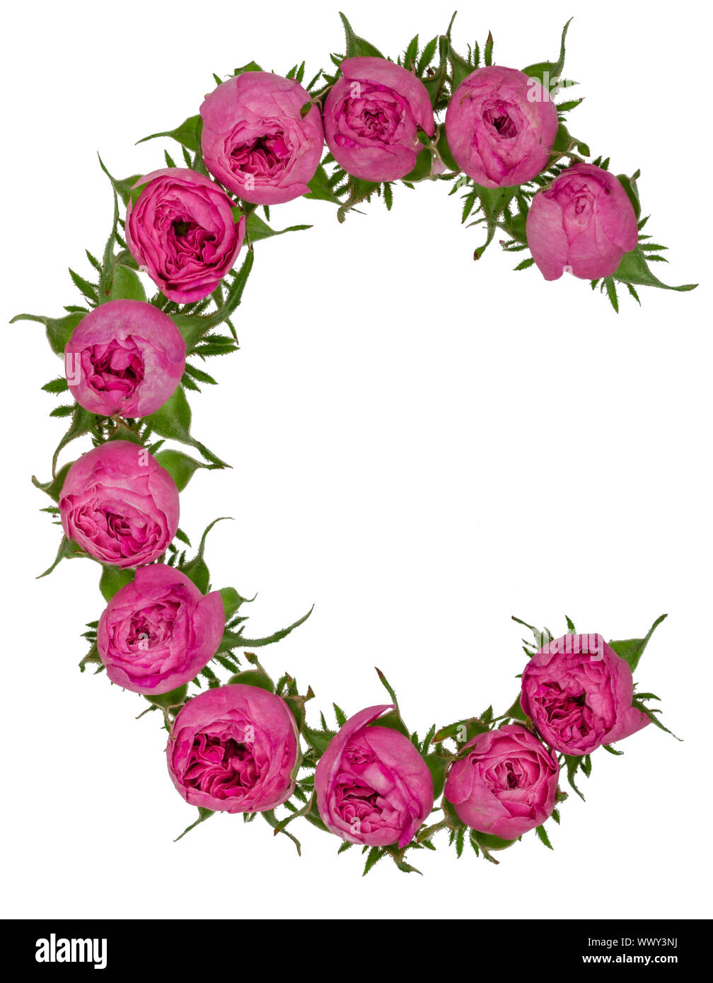 Letter C alphabet from flowers of roses, isolated on white background ...