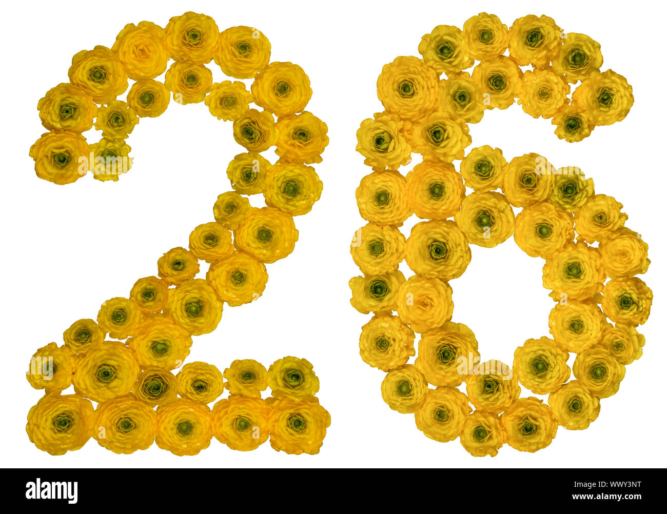 Arabic numeral 26, twenty six, from yellow flowers of buttercup ...