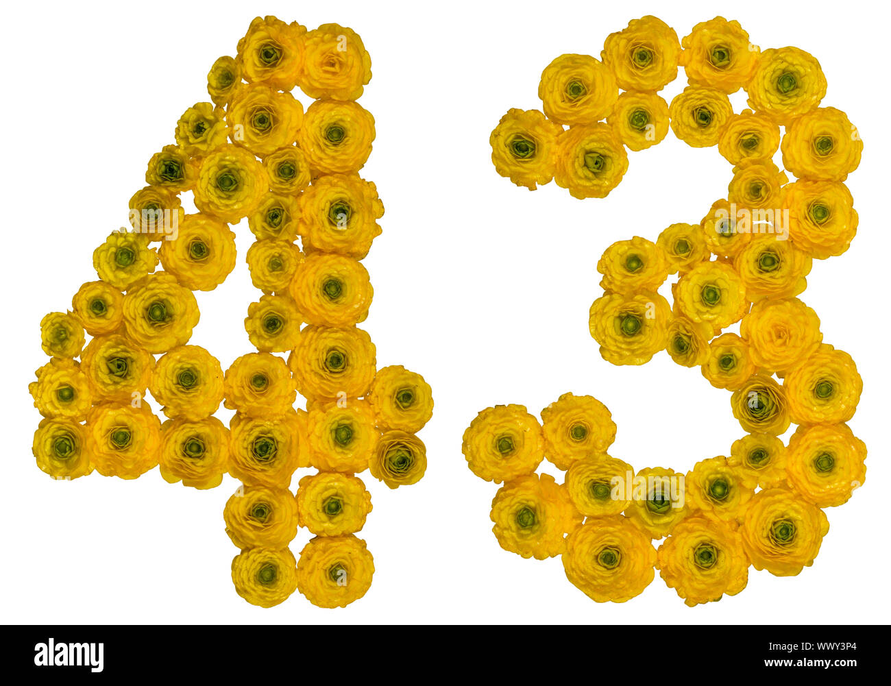 Arabic numeral 43, forty three, from yellow flowers of buttercup ...