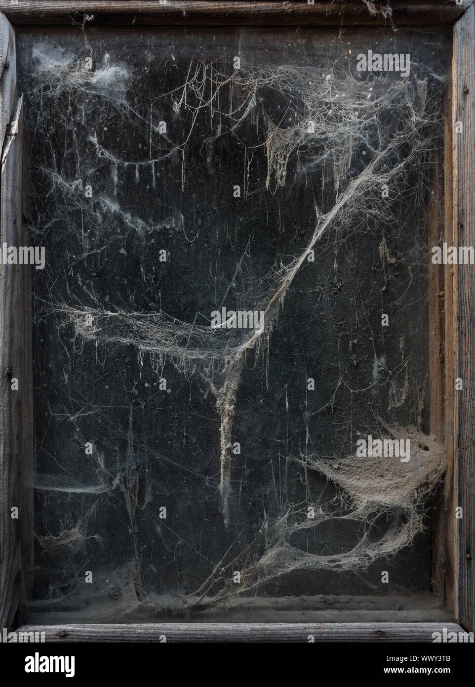 Spooky halloween background. Old and scary web (cobwebs) in a dark ...