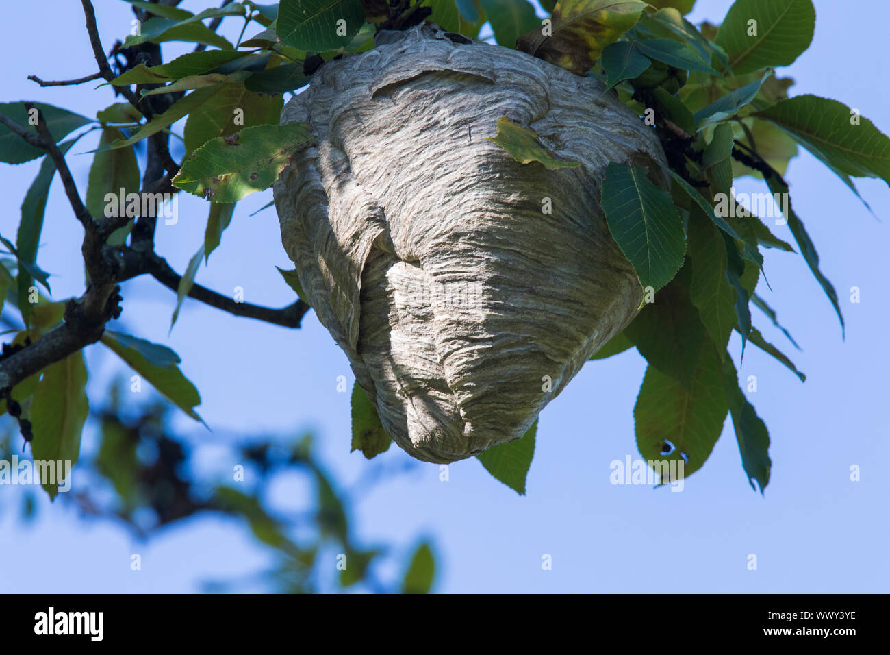 Huge insect nest hi-res stock photography and images - Alamy