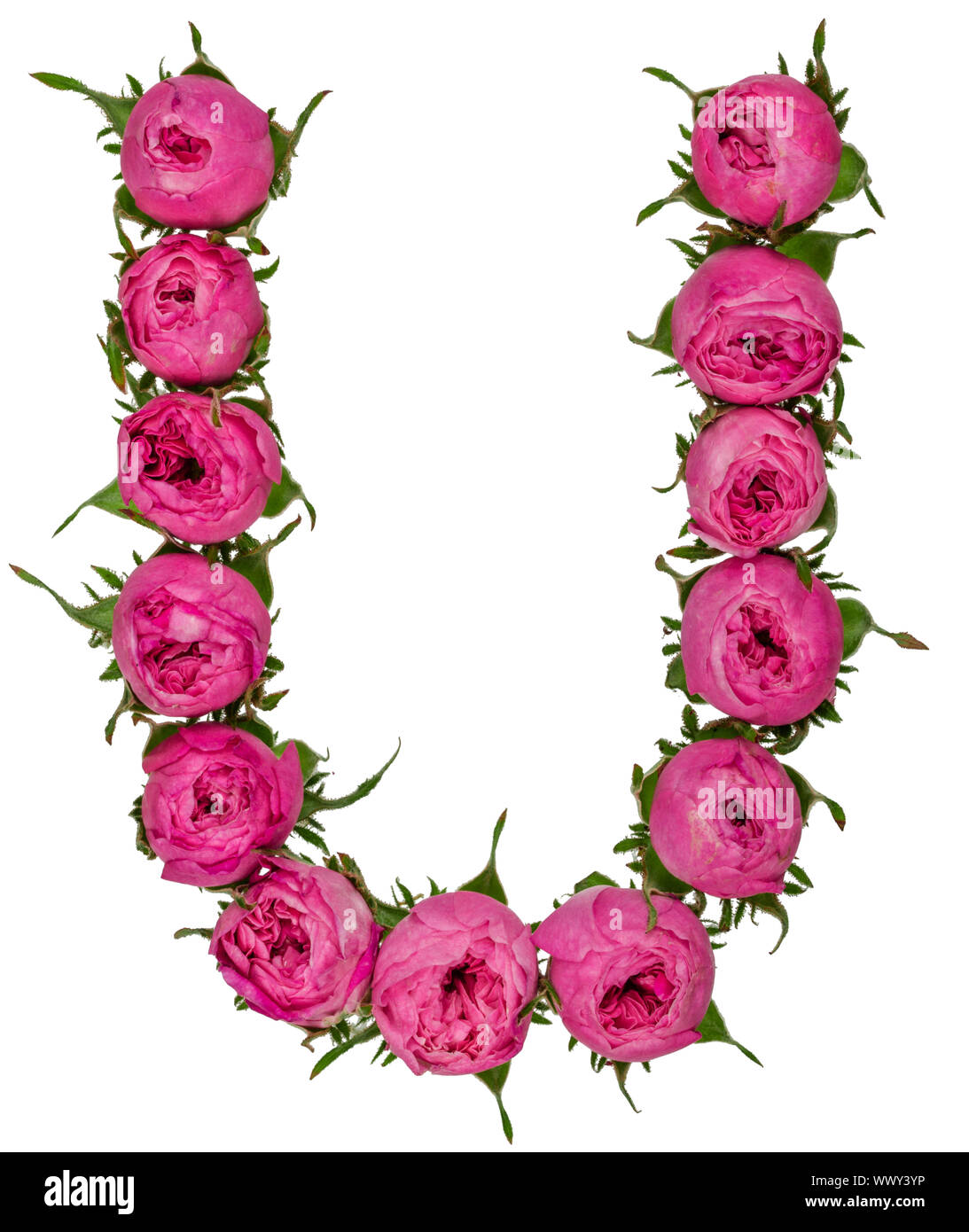Letter U alphabet from flowers of roses, isolated on white background ...