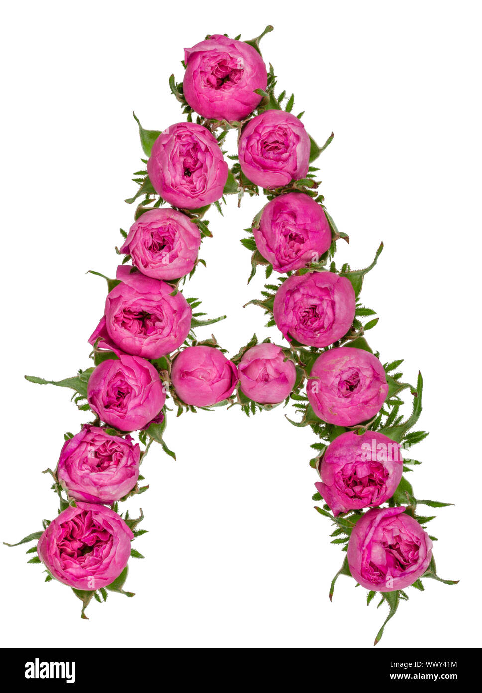 A Alphabet In Rose