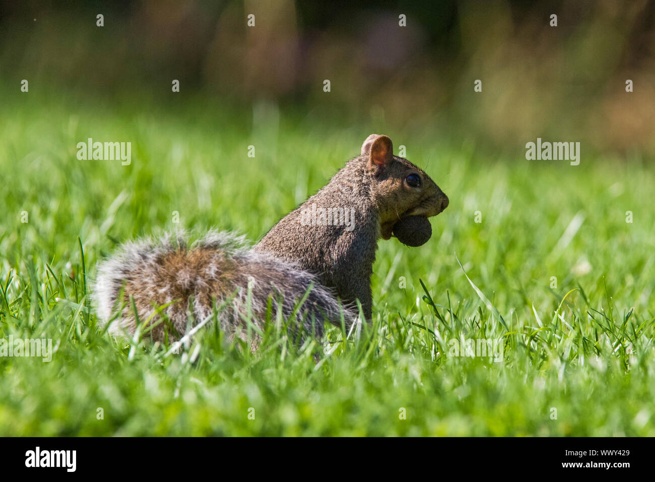 Eastern gray squirrel (Sciurus carolinensis) with walnut Stock Photo ...