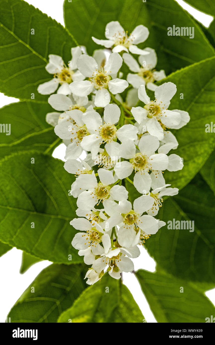 Flowering of bird cherry tree, isolated on white background Stock Photo ...