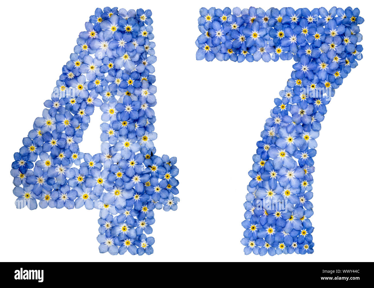 Arabic numeral 47, forty seven, from blue forget-me-not flowers Stock ...