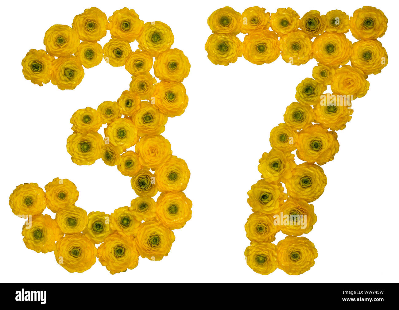 Arabic numeral 37, thirty seven, from yellow flowers of buttercup ...